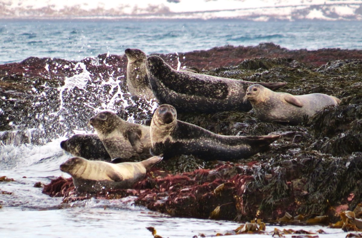 Sterkar Strandir - styrkjum úthlutað | Vestfjarðastofa